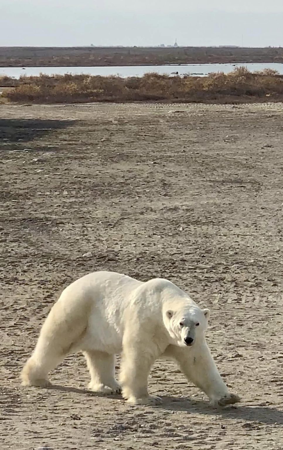 Charmed by Churchill: Taking a Polar Bear Trek Through the Subarctic ...